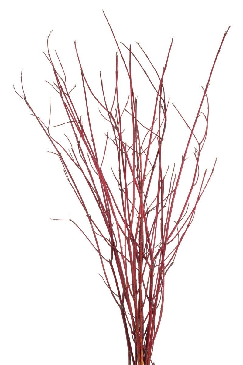 dogwood red stem