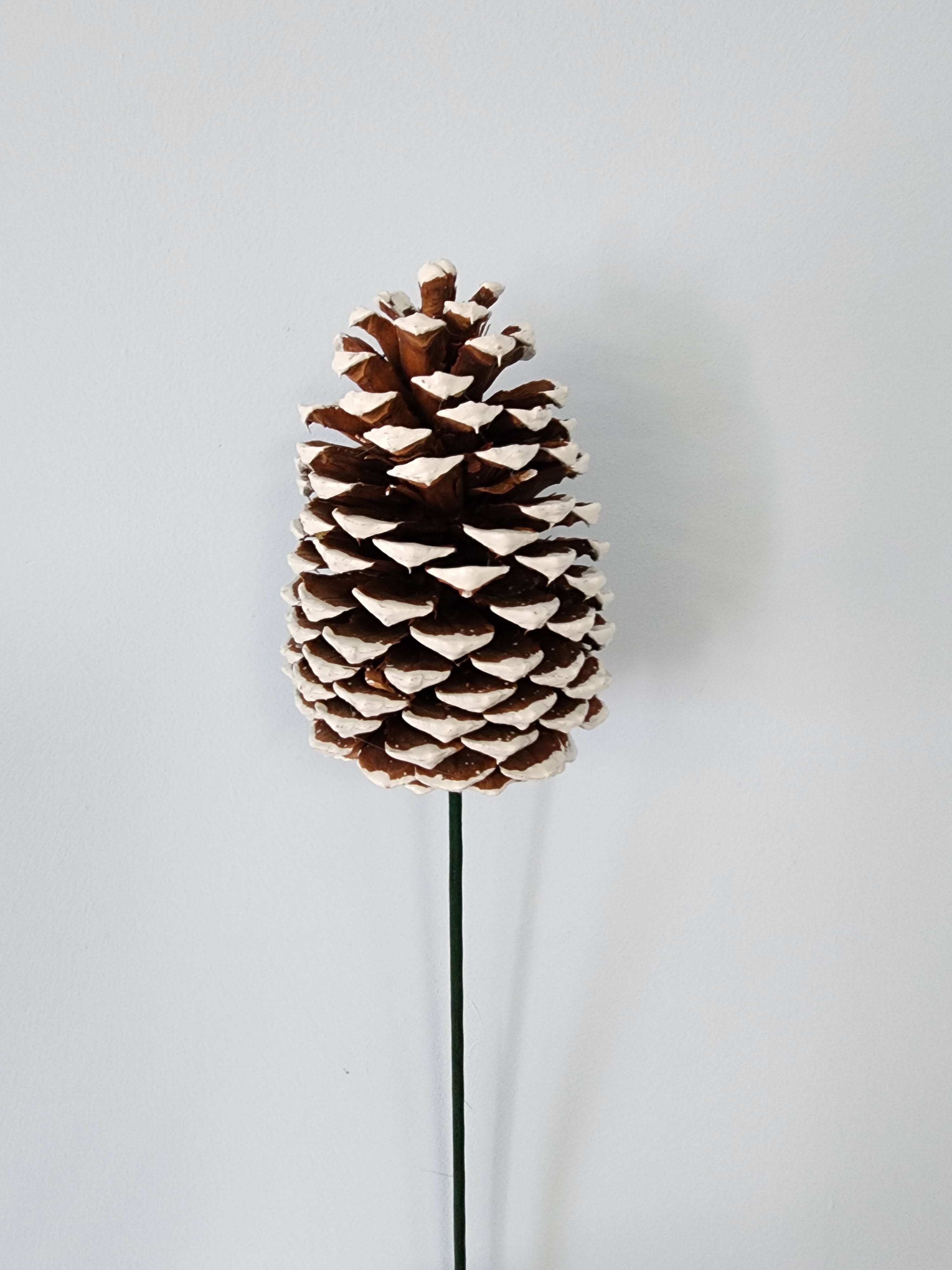 jeffrey pine cone size