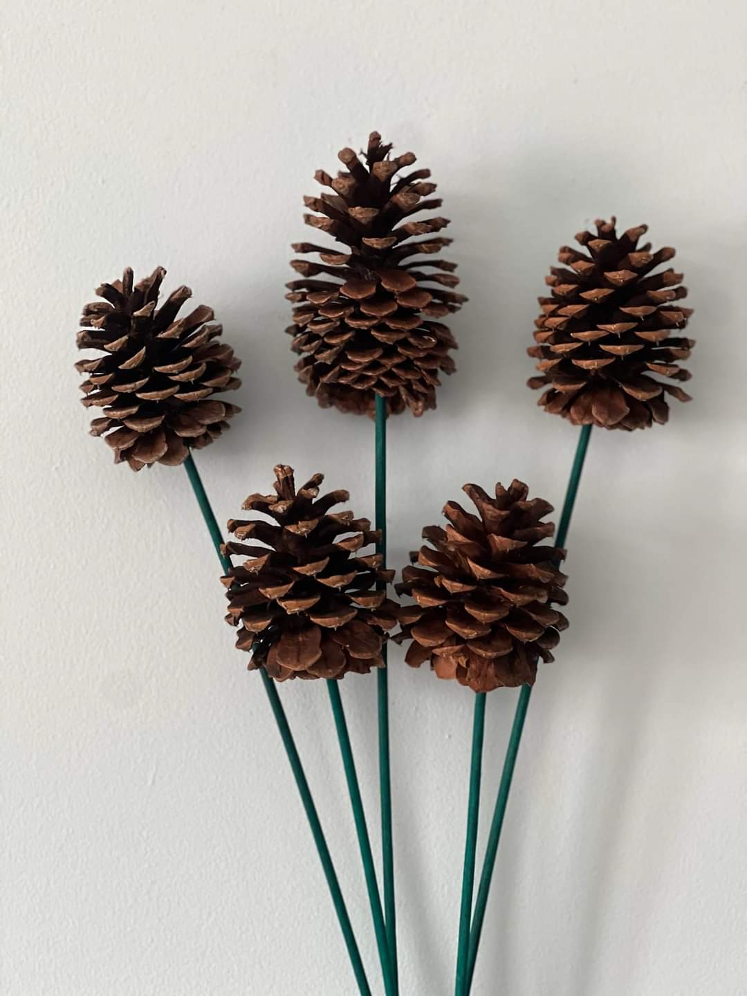 jeffrey pine cone size